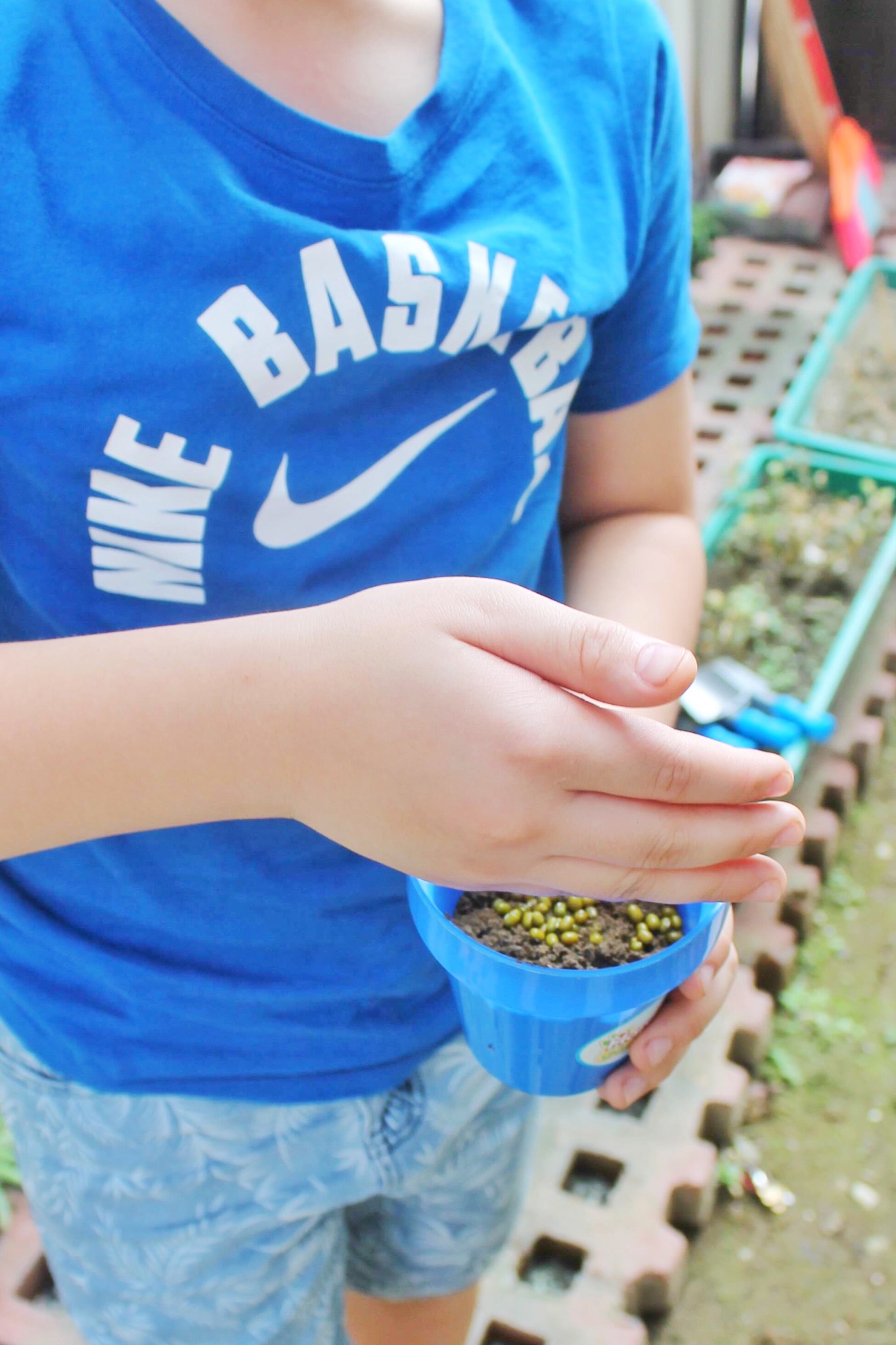 Planting Mung Beans – Domestic Goddess Tonni