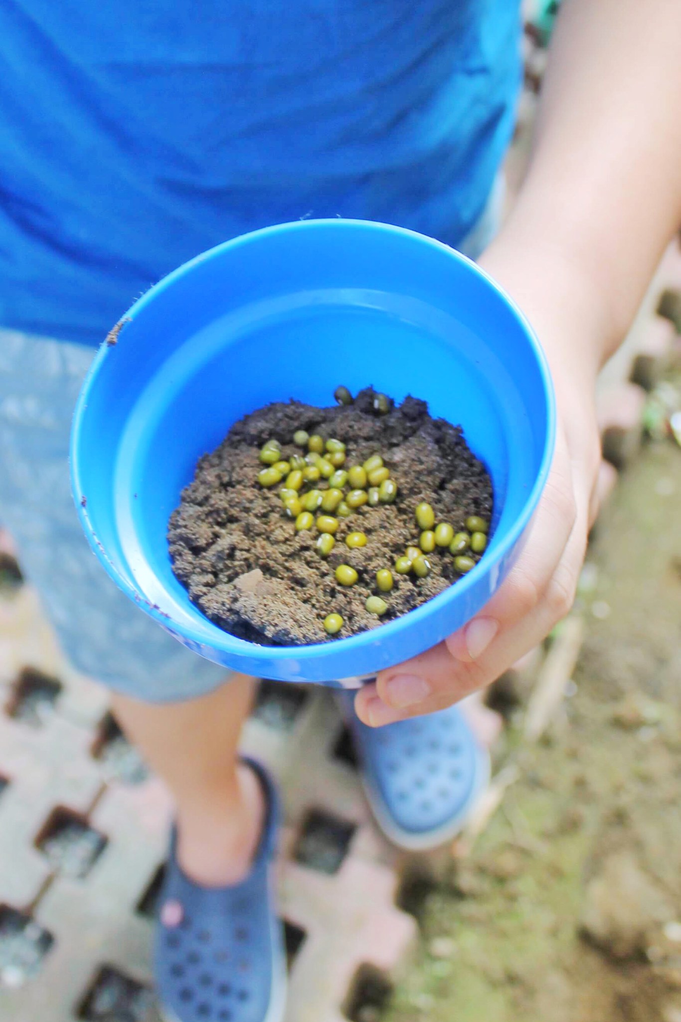Planting Mung Beans – Domestic Goddess Tonni