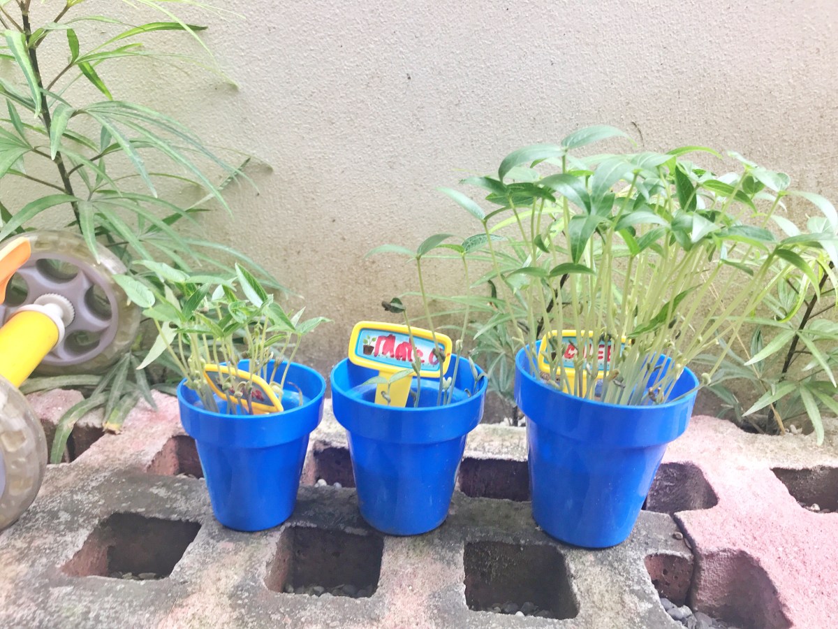 Planting Mung Beans – Domestic Goddess Tonni